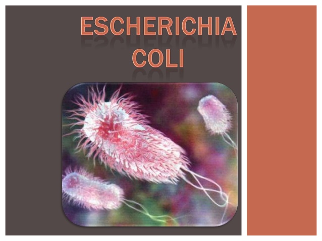 Escherichia coli: Transmitere, simptome şi tratament | Stiri Utile