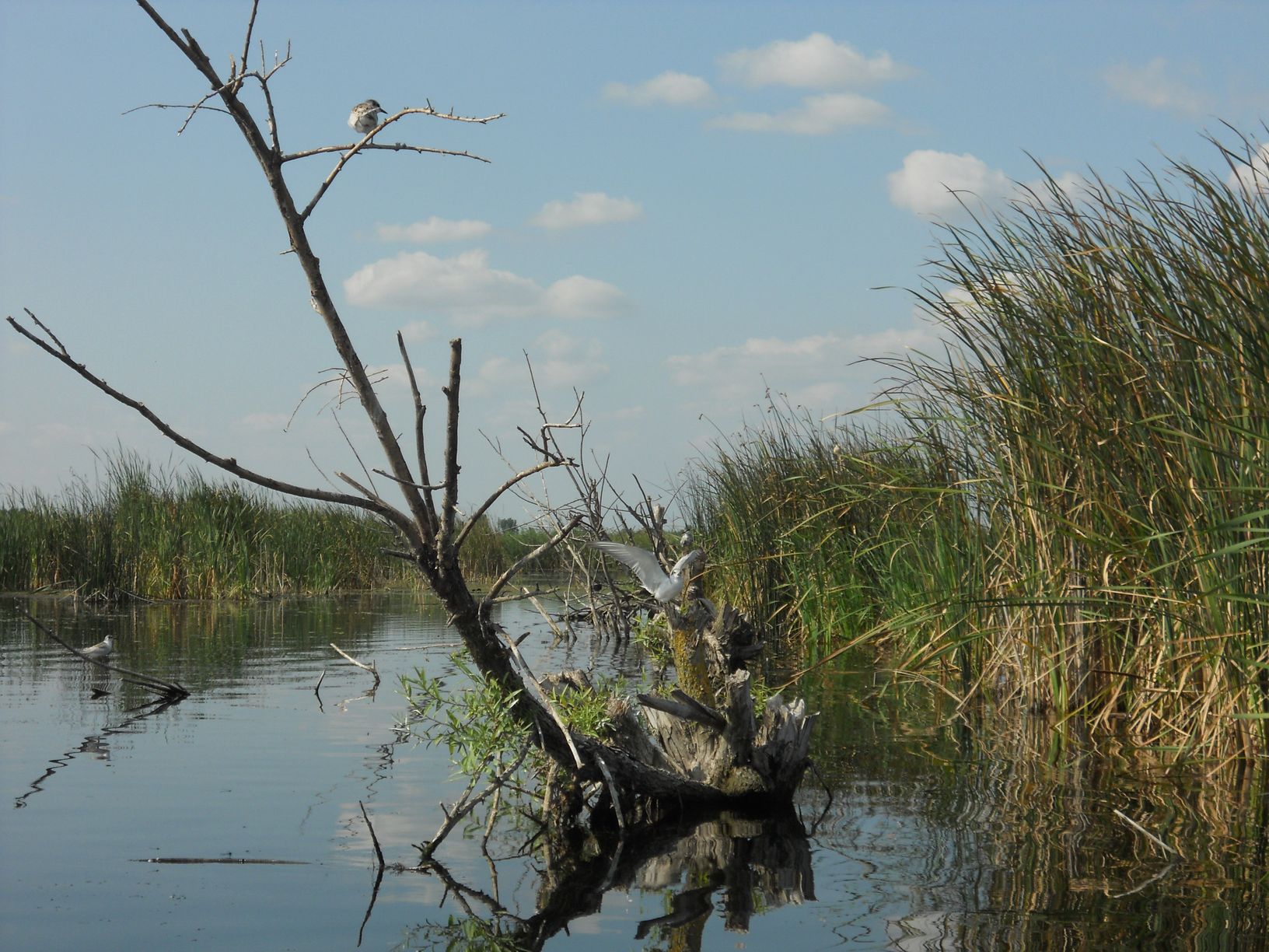 La Comana în poartă, invitaţi de lebede să vizităm Delta Neajlovului ...
